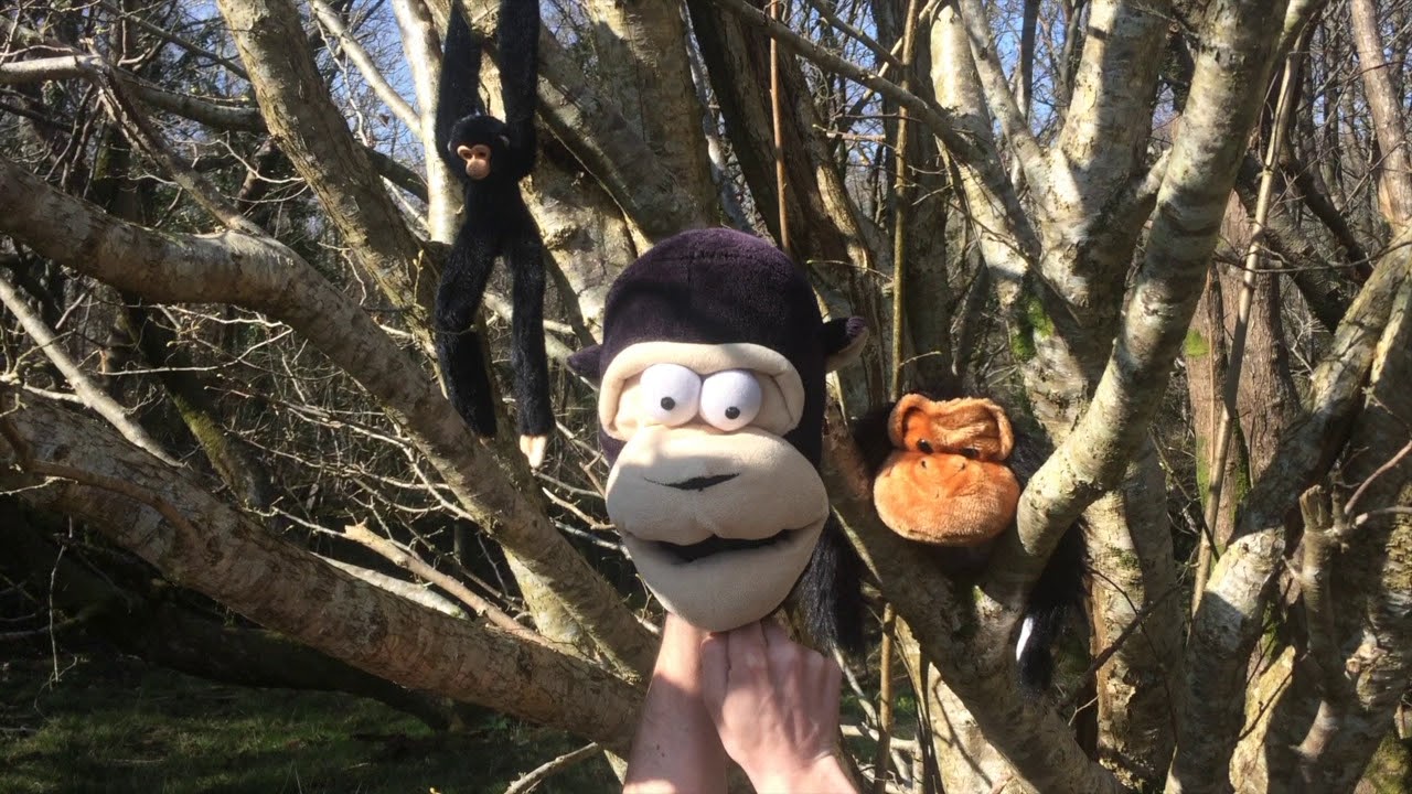 Monkey See - YouTube