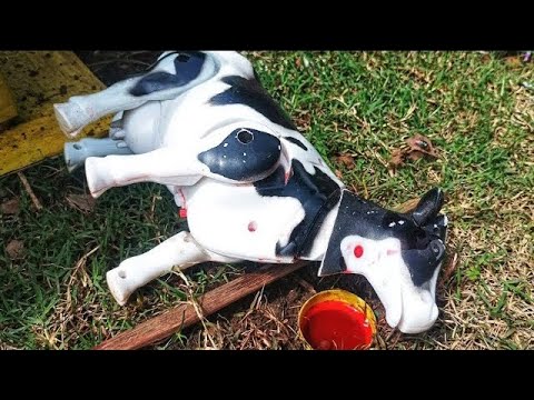 POTONG SAPI QURBAN,SAPI LUCU,SAPI WARNA WARNI,SAPI LIMOUSIN - YouTube