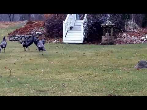 World Star turkey fight