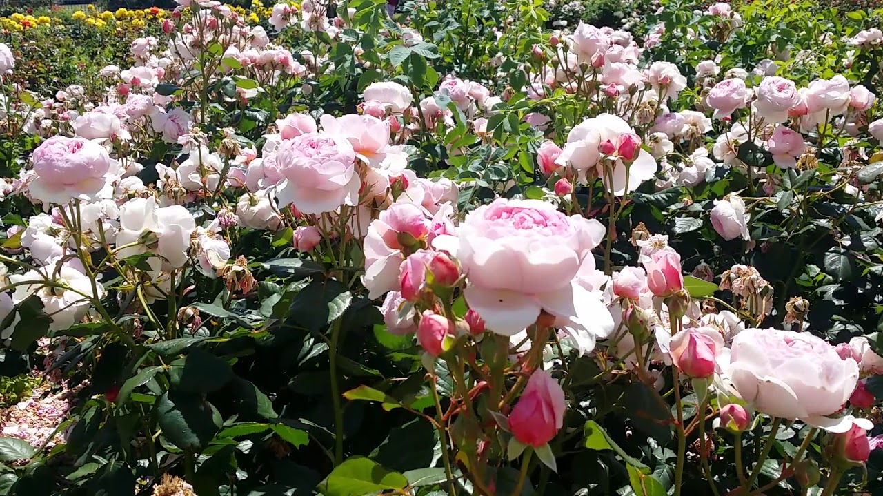 Madame Pierre Oger Roses. - YouTube