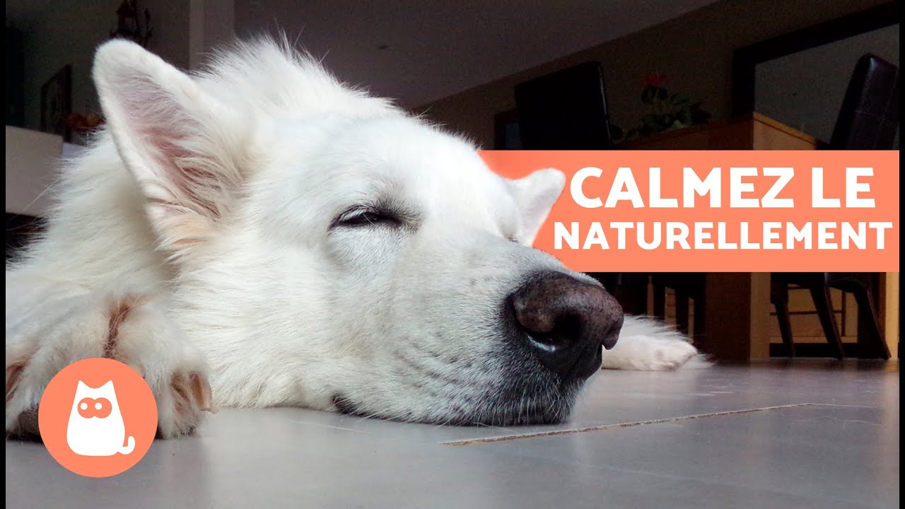 6 TRANQUILISANTS NATURELS pour CHIEN 🐶 | Comment calmer son chien sans ...