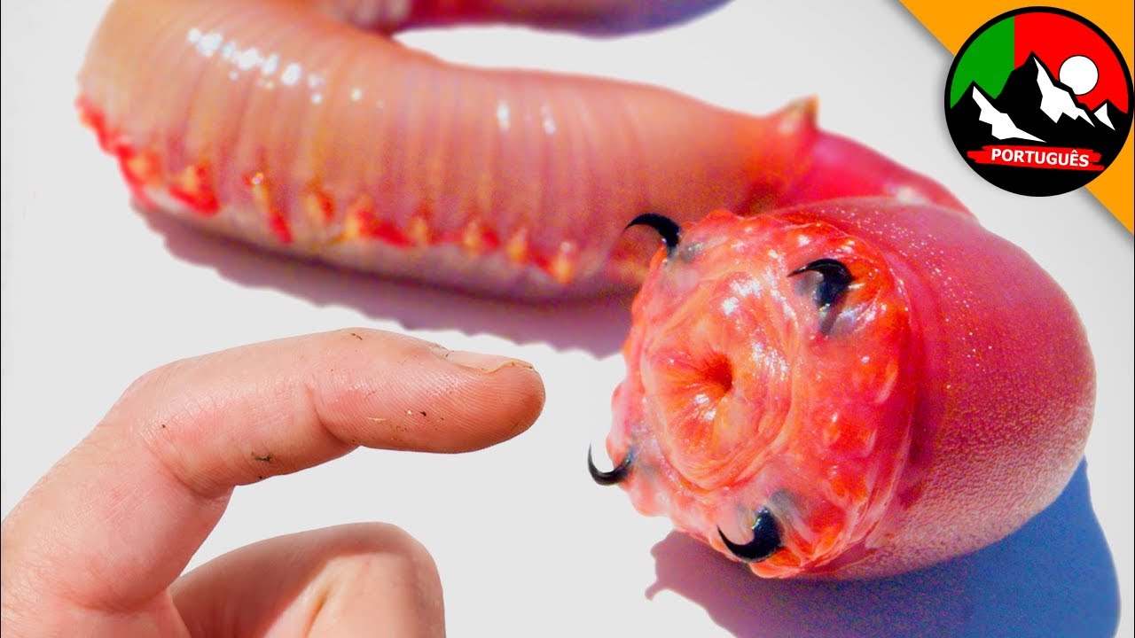 FUI MORDIDO por 100 BLOODWORMS - DESAFIO! Encontro com um verme ...
