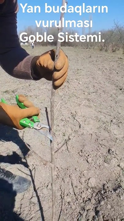 #Yan budaqların vurulması Goble Sistemi# - YouTube