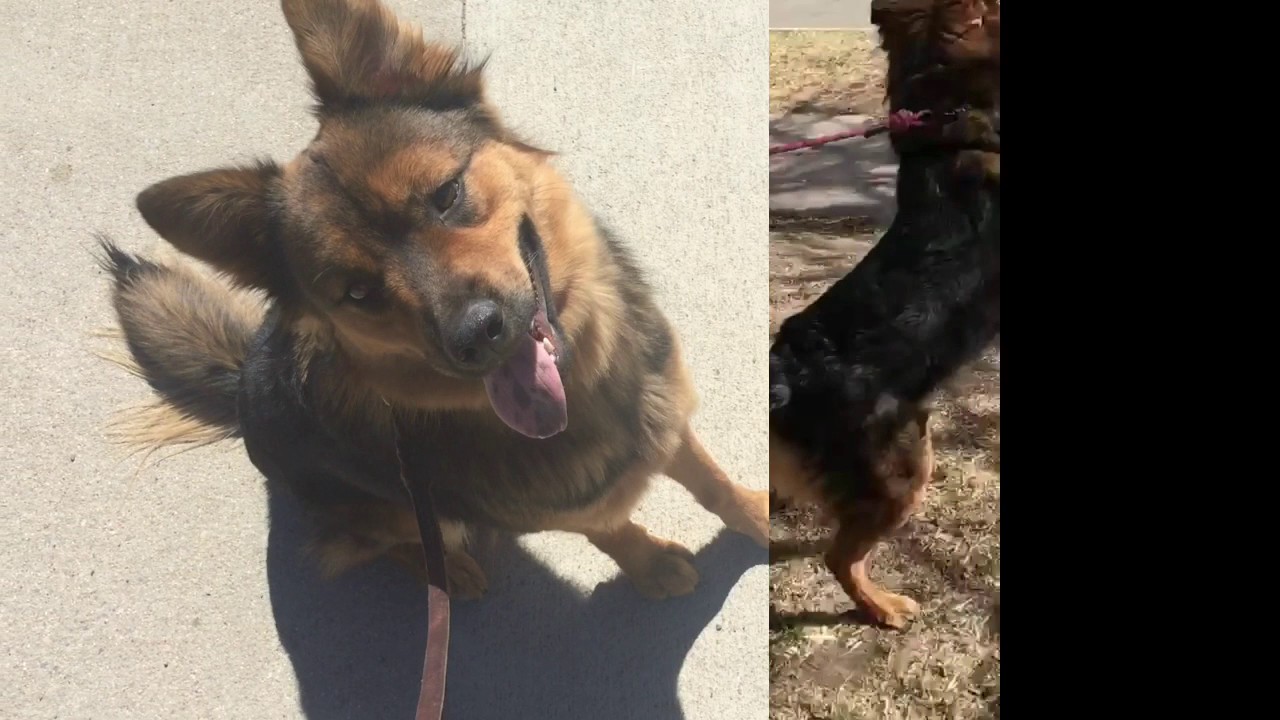 Leash Aggression, Before and After | Flash Dog Training, LLC. - YouTube