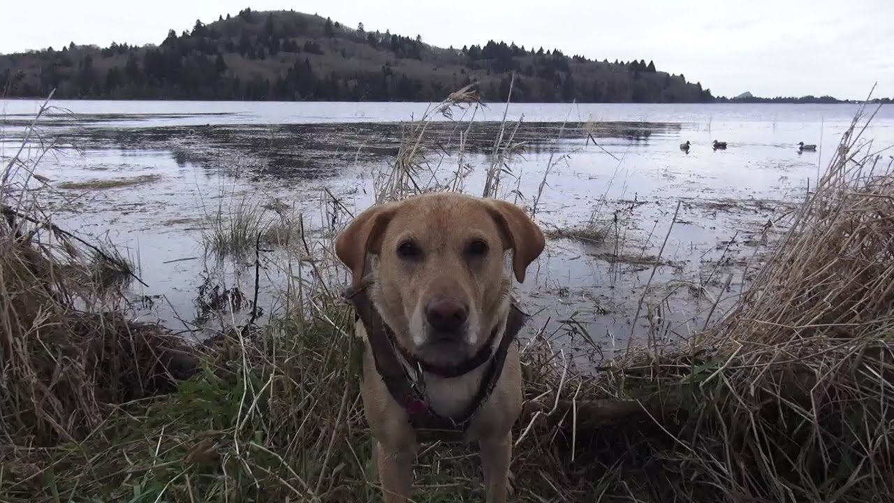 Oregon Coastal Duck Hunt 2015 HD - YouTube