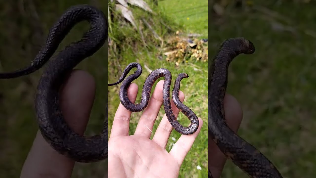 buscando serpientes sabaneras cerca de Bogotá y su importancia en la ...