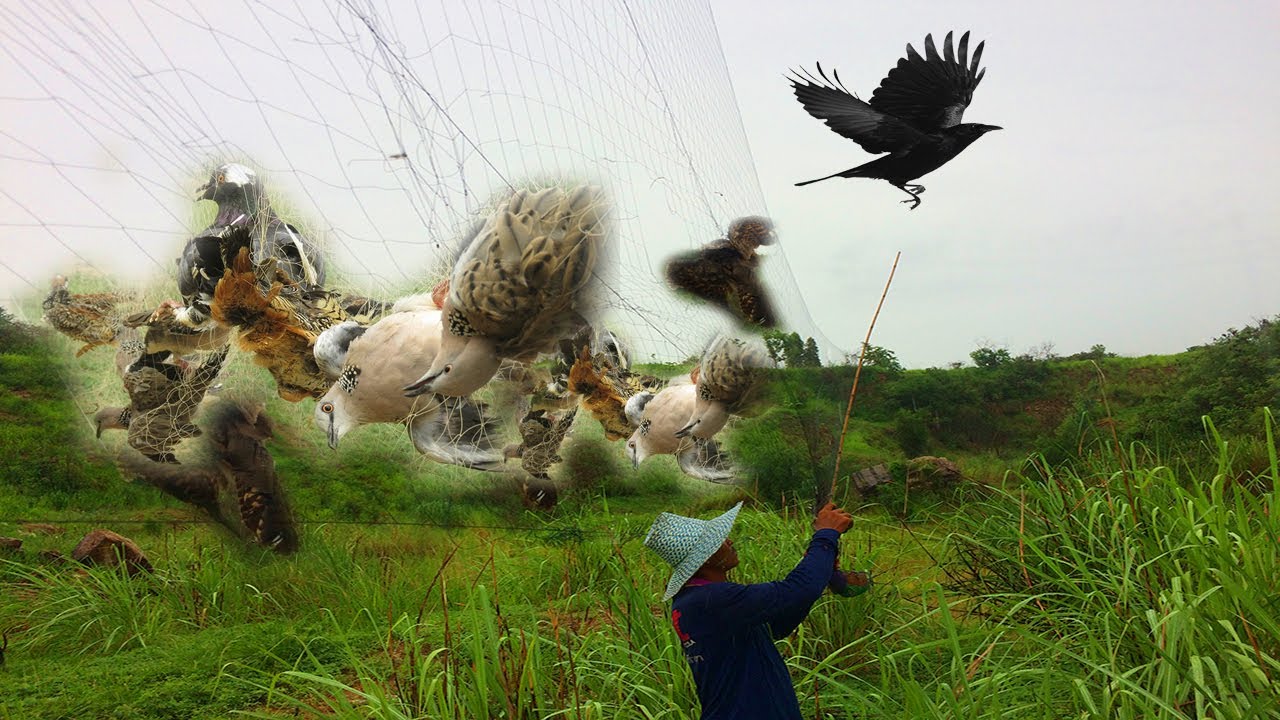 Awesome Quick Bird Trap Using Bamboo and Sparker & Net That Work 100% ...