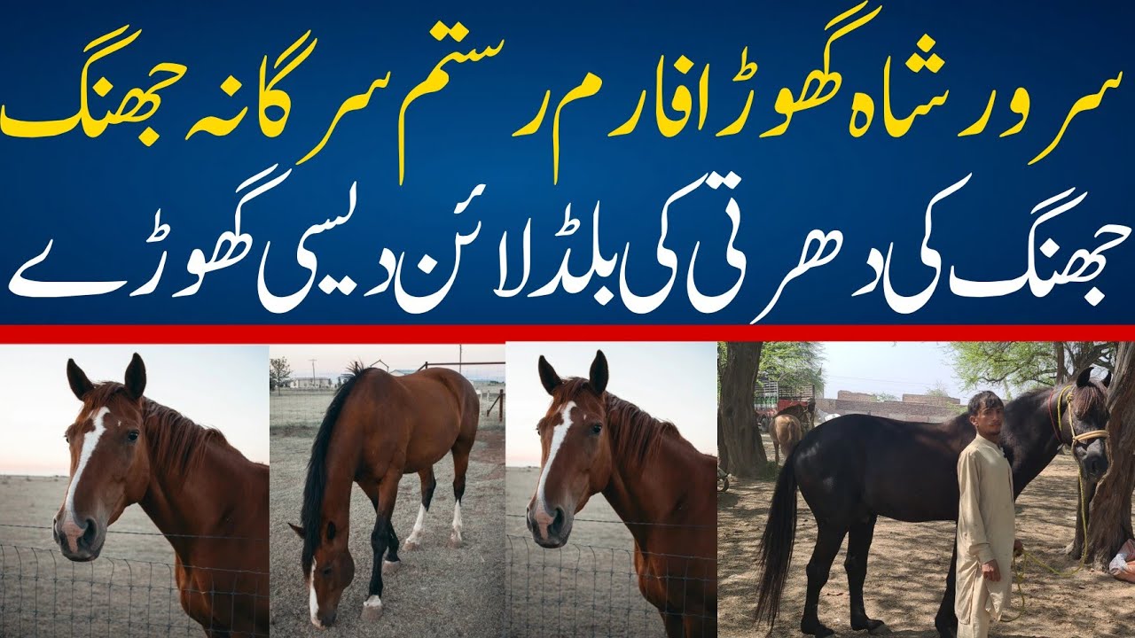 Horse Farm In Pakistan Sarwar Shah Horse Farm Jhang Rustam Sargana ...