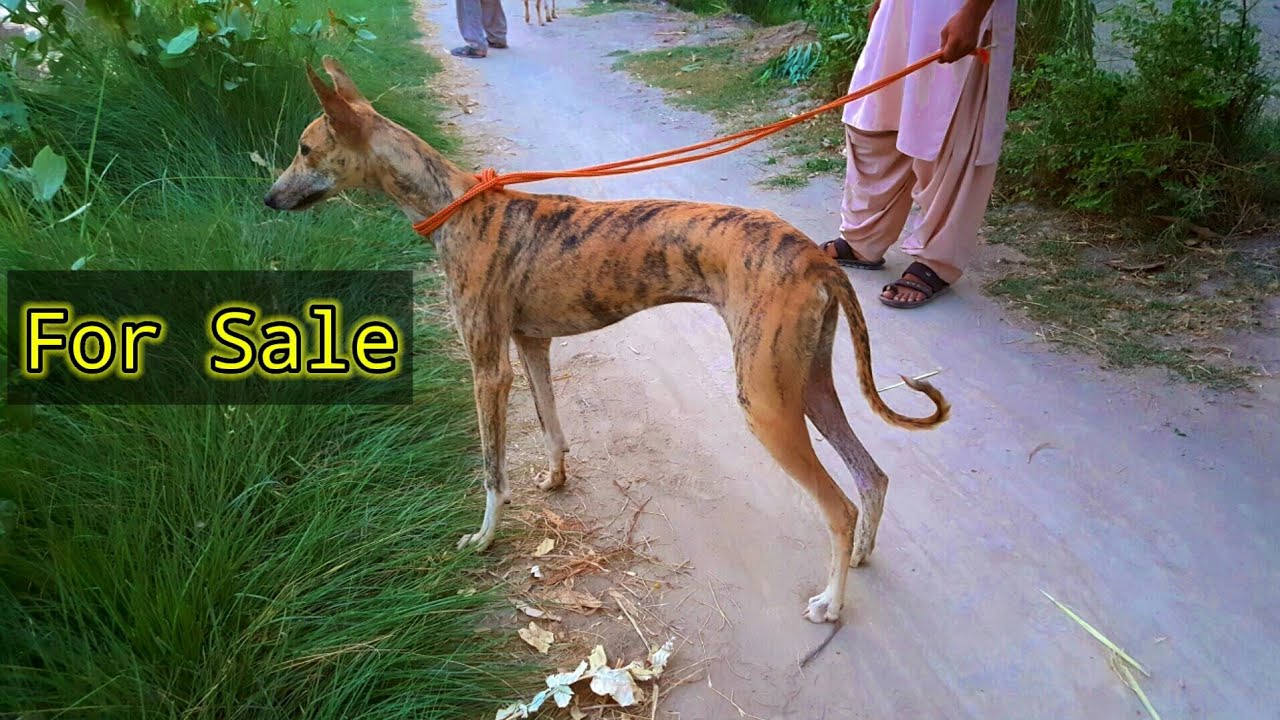 Shekari Dog For Sale| Pure Khatia Shikari - YouTube