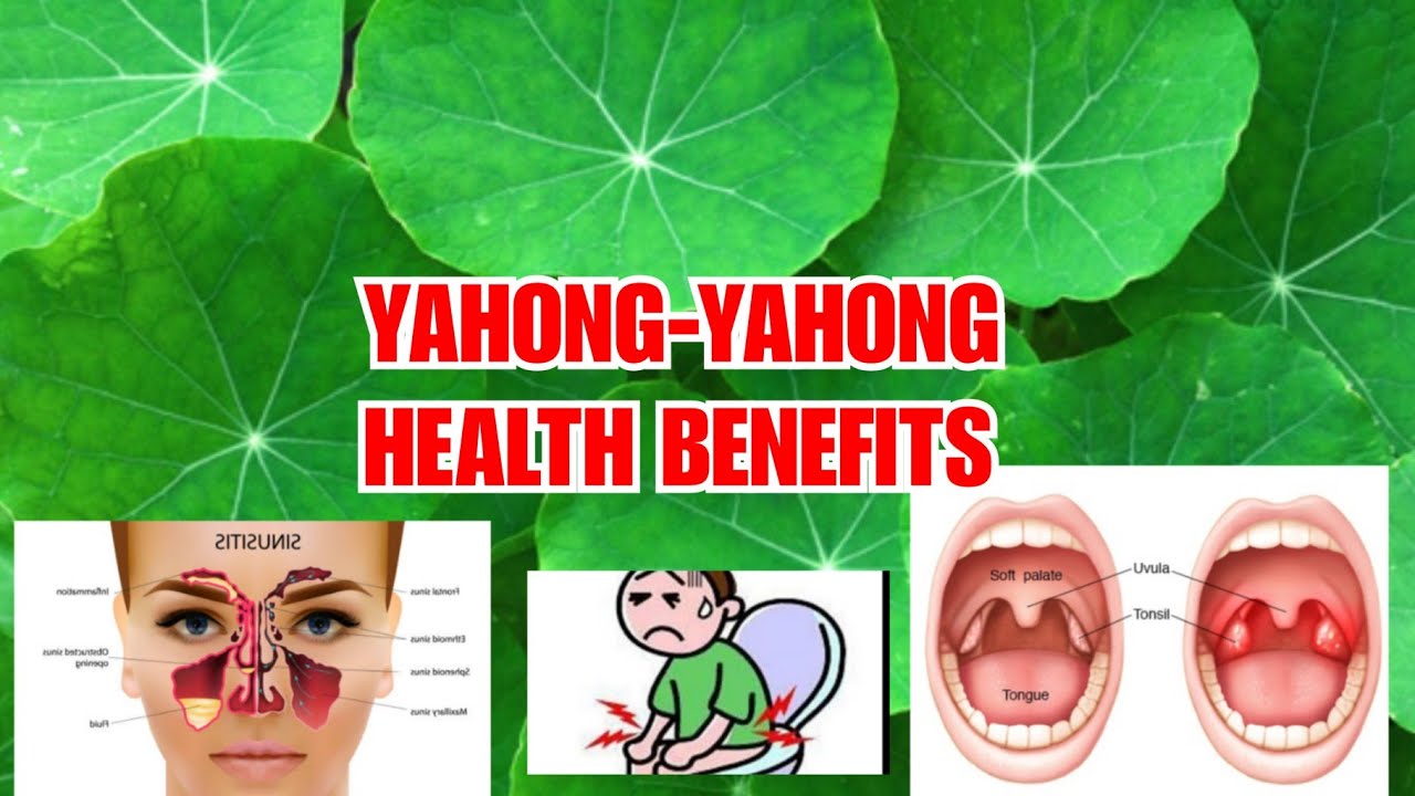 YAHONG-YAHONG HEALTH BENEFITS // HERBAL PLANT - YouTube