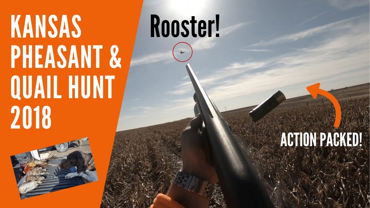 Early Season Kansas Pheasant and Quail Hunting | 2018 - YouTube