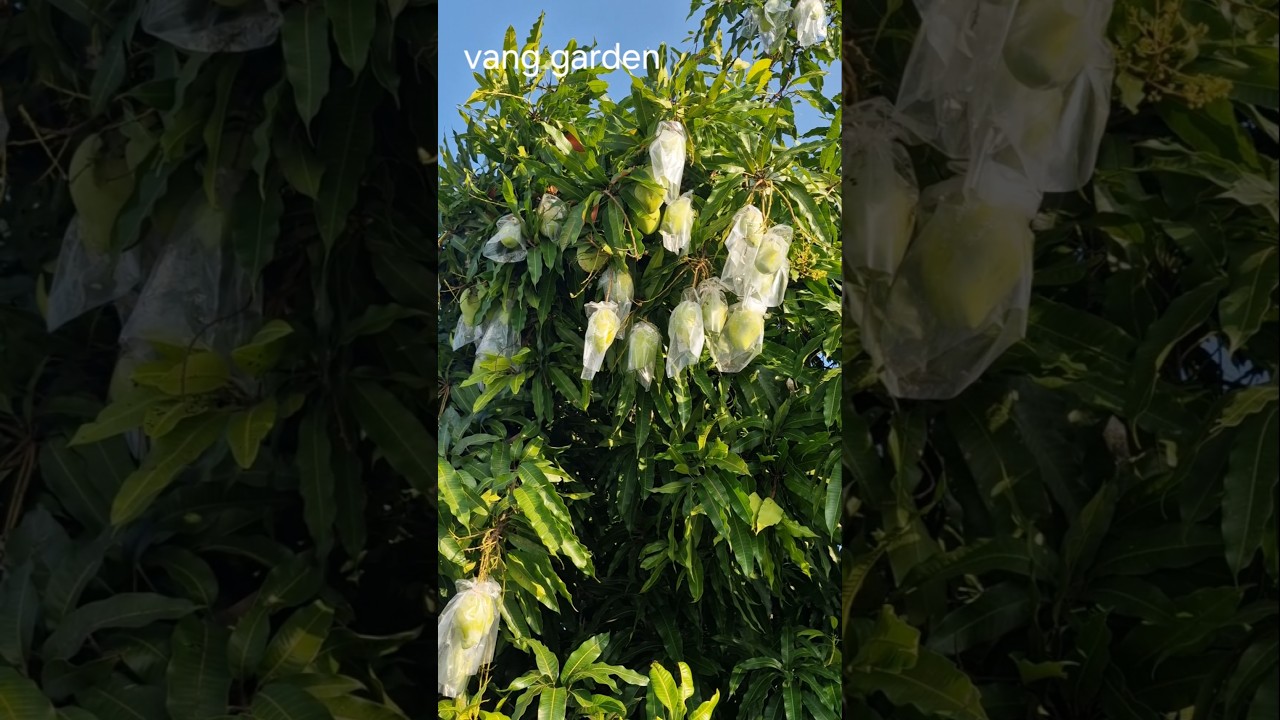 xoài chín cây[ripe mango tree] - YouTube