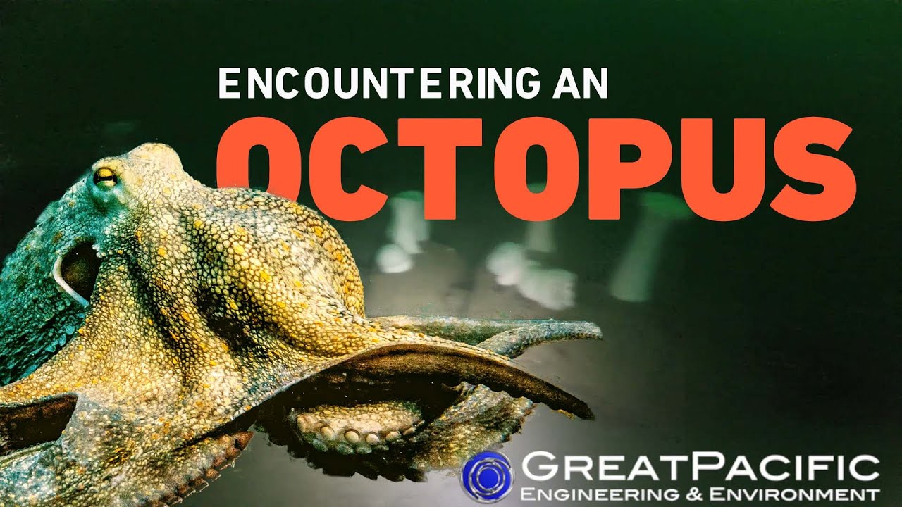 Octopus found during underwater inspection - YouTube