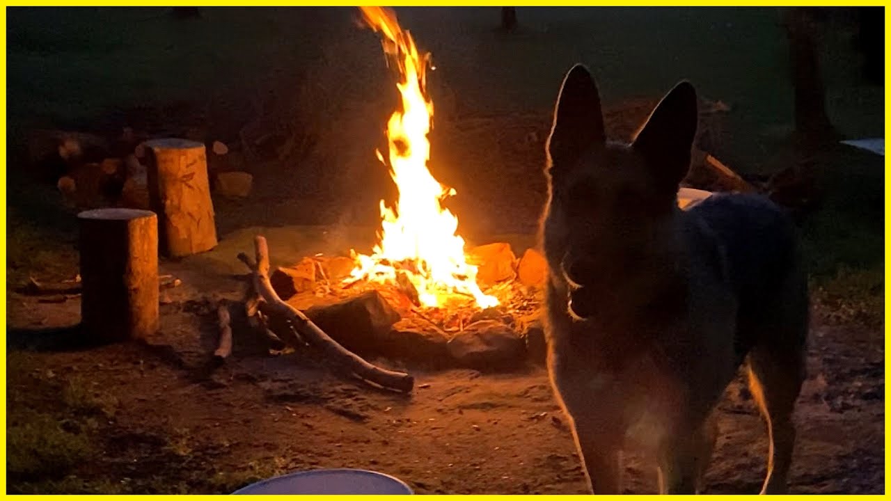 German Shepherd at Night🔥 - YouTube