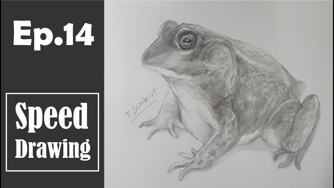Ep.14 วาดภาพกบ | Drawing Frog | Speed Drawing - YouTube
