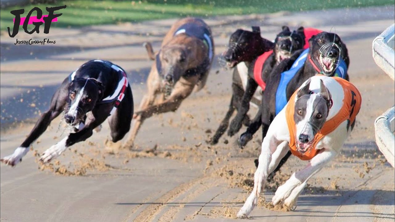 Greyhound Racing - Race of Champions. 🏁🏆 - YouTube