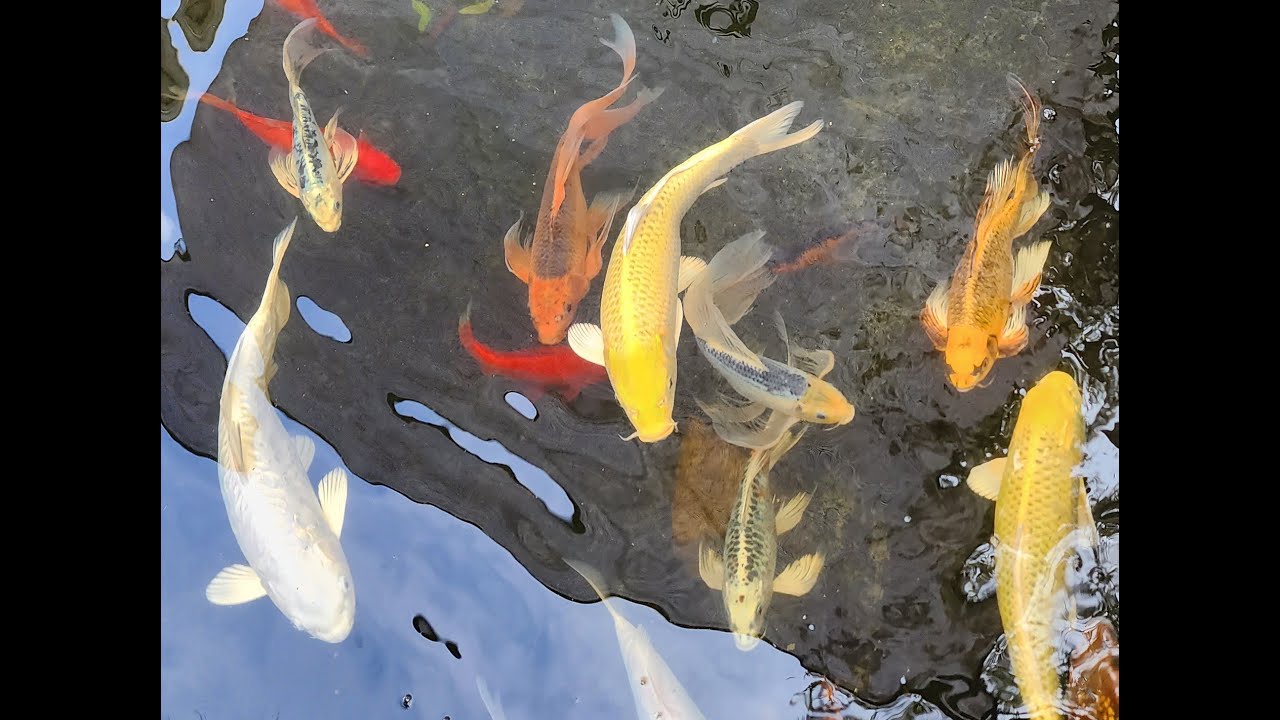 It's Crazy Out There! But The Koi Are Happy, Healthy and Loving Their ...