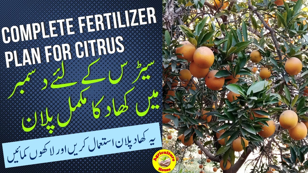 Complete Fertilizer Plan For Citrus/ Citrus Fertilizer Package in ...