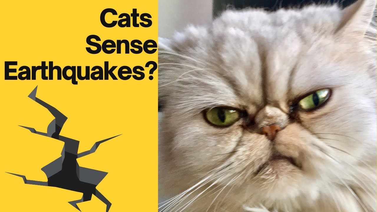 Unbelievable Cat Reactions During Earthquakes - YouTube