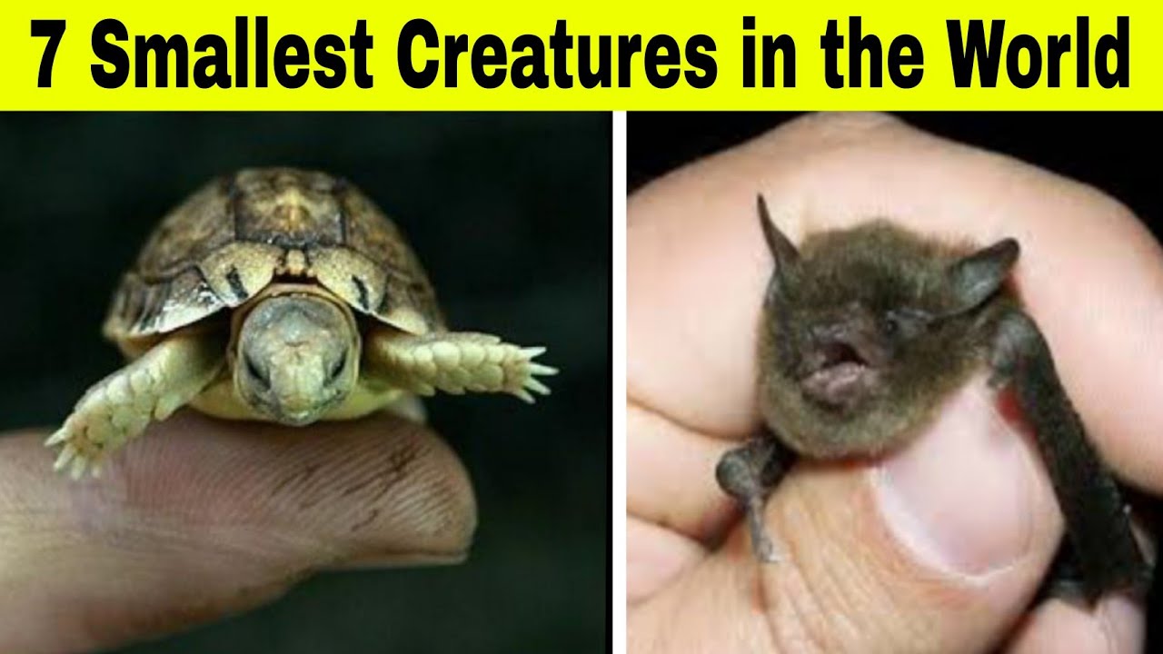 7 Smallest Creatures in the world 🤏🏻 - YouTube