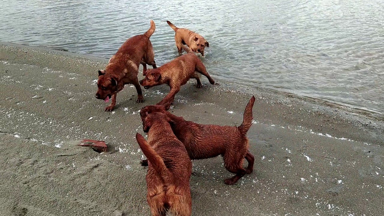 Kennel Fox Red Labrador "Moannser Line" - YouTube