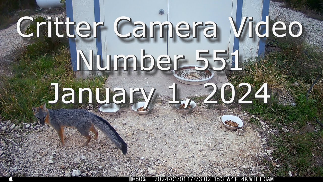 Critter Camera Video Number 551 January 1, 2024.#CritterCamera #TrailCamera - YouTube