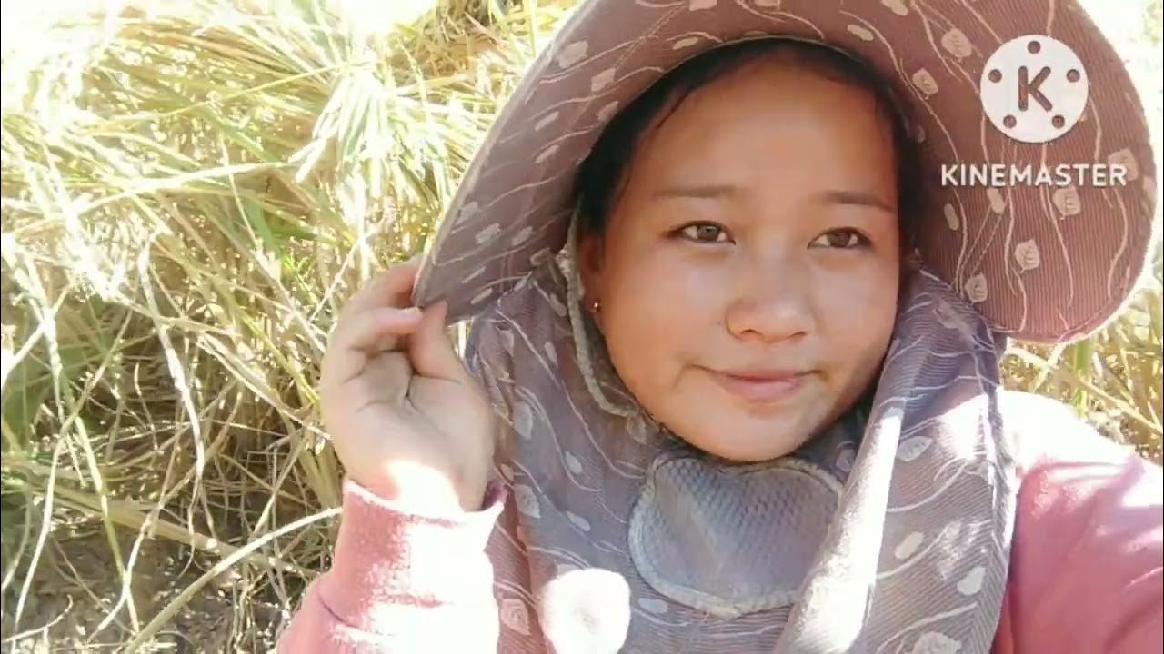 hnub no kuv mus hlais nplej os nplej siav kawg nkaus li lawm - YouTube