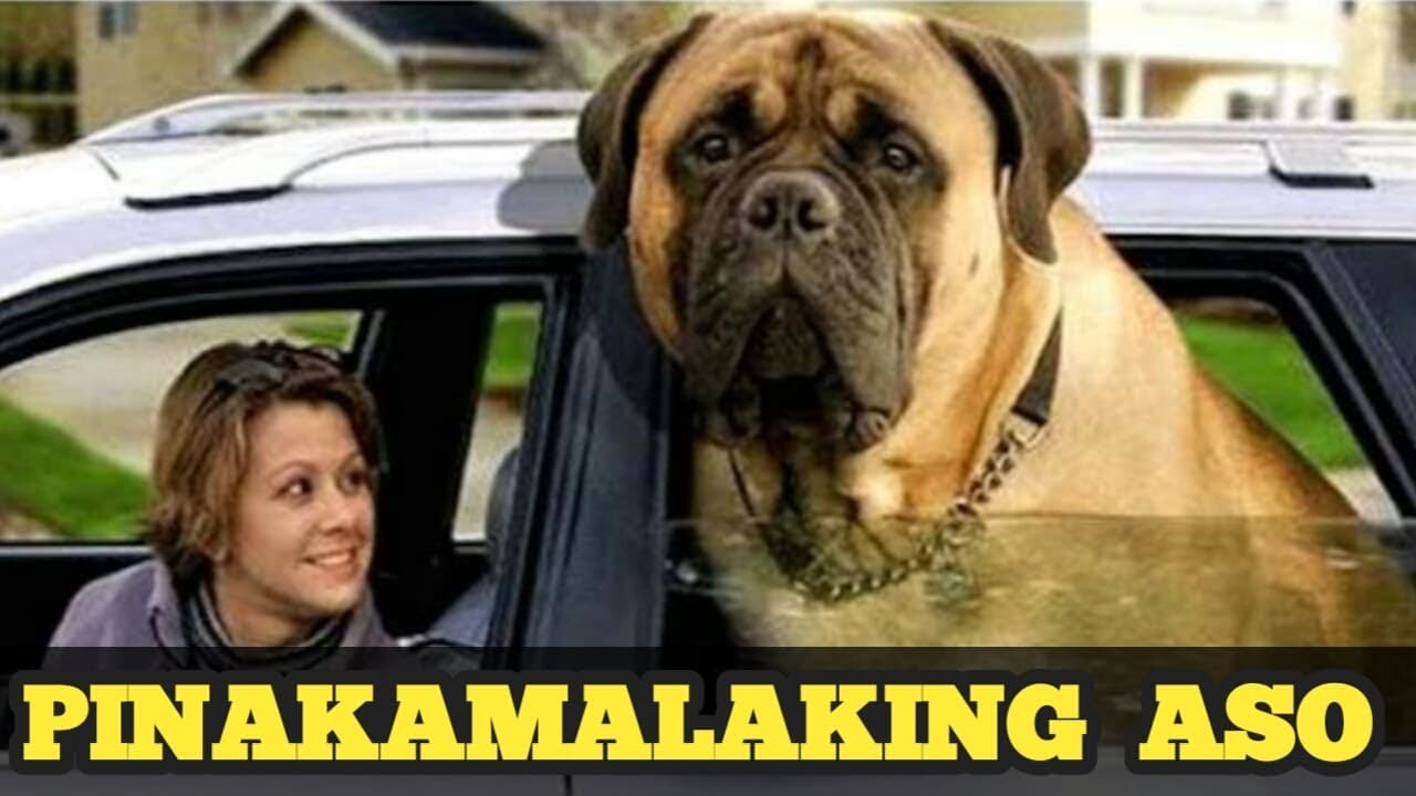 ANG PINAKAMALAKING ASO SA MUNDO | TOP 10 - YouTube