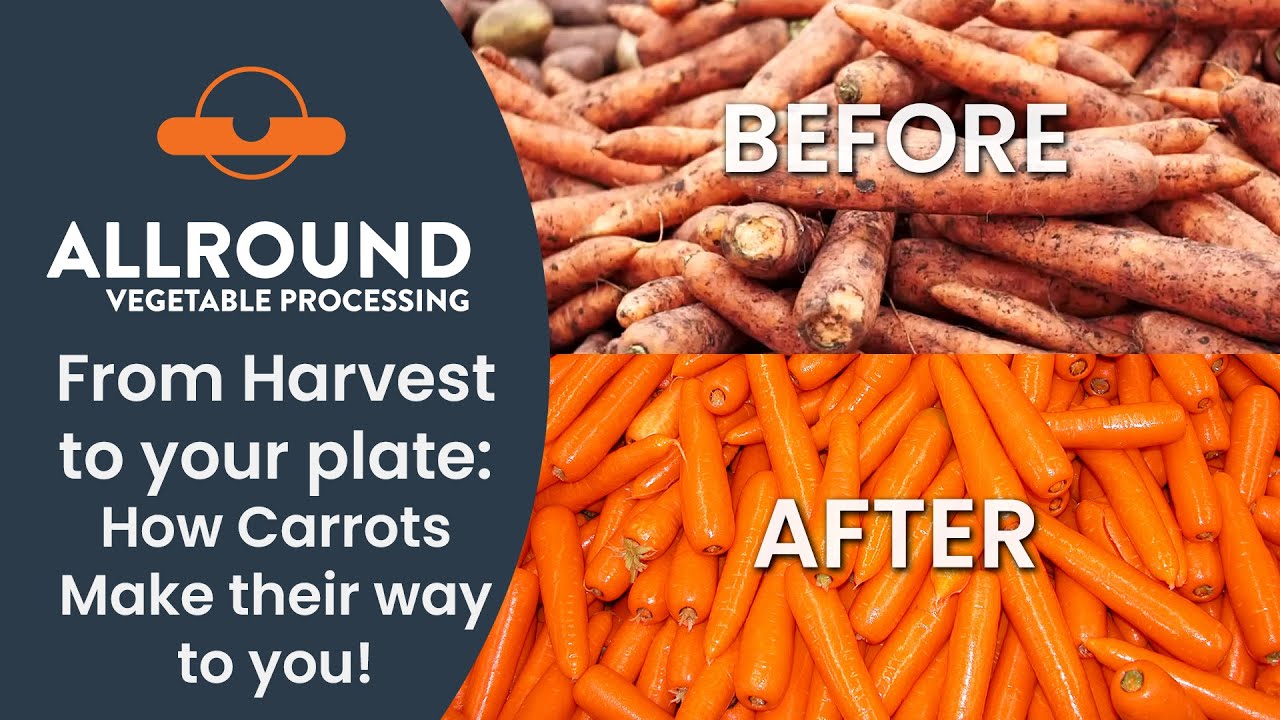 From Harvest to Your Plate: How Carrots Make Their Way to You - Watch ...