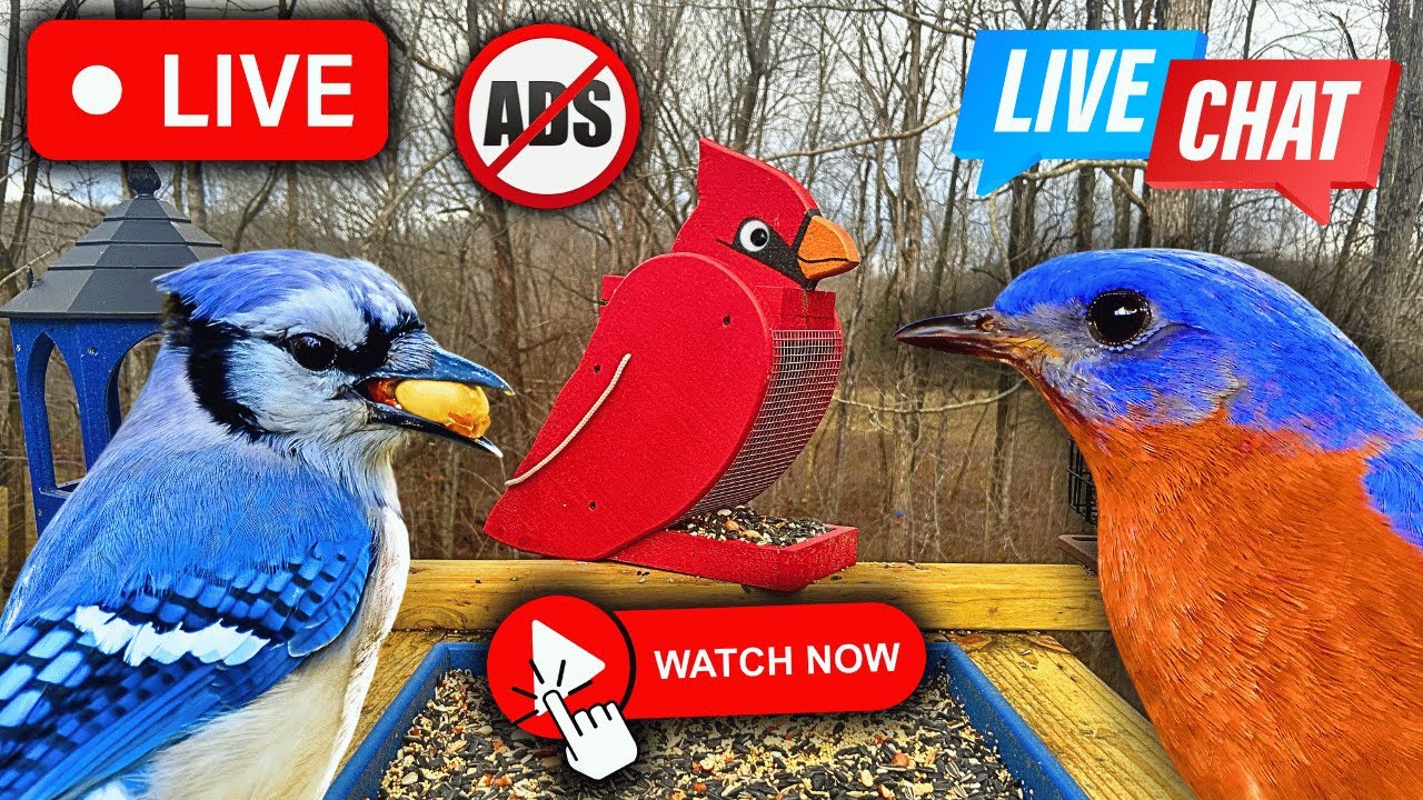 ( 2nd Cam TEST STREAM) 📺 LIVE Bird Feeder Cam | Live Chat (No Sound ...