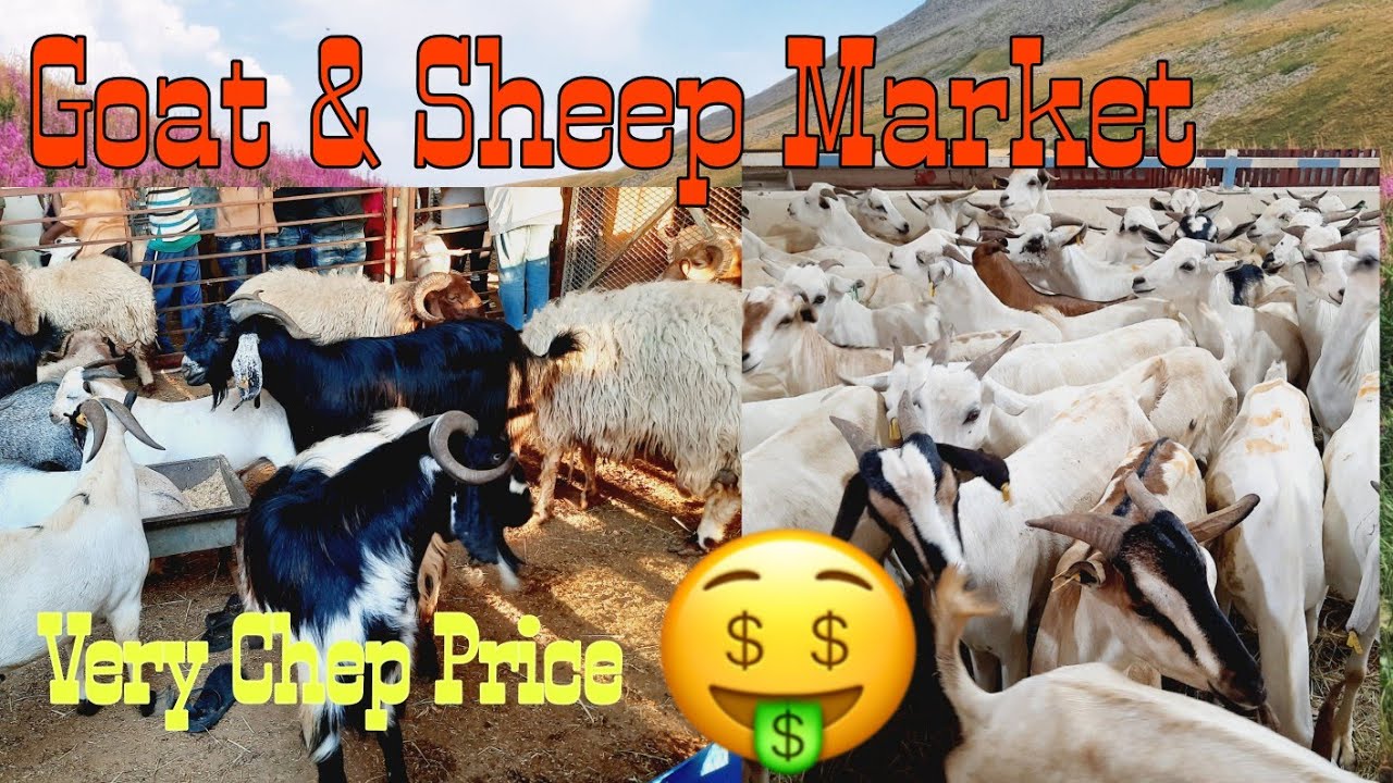 #Goat Farming. #Livestock market.Amazing Goat and sheep selling market ...