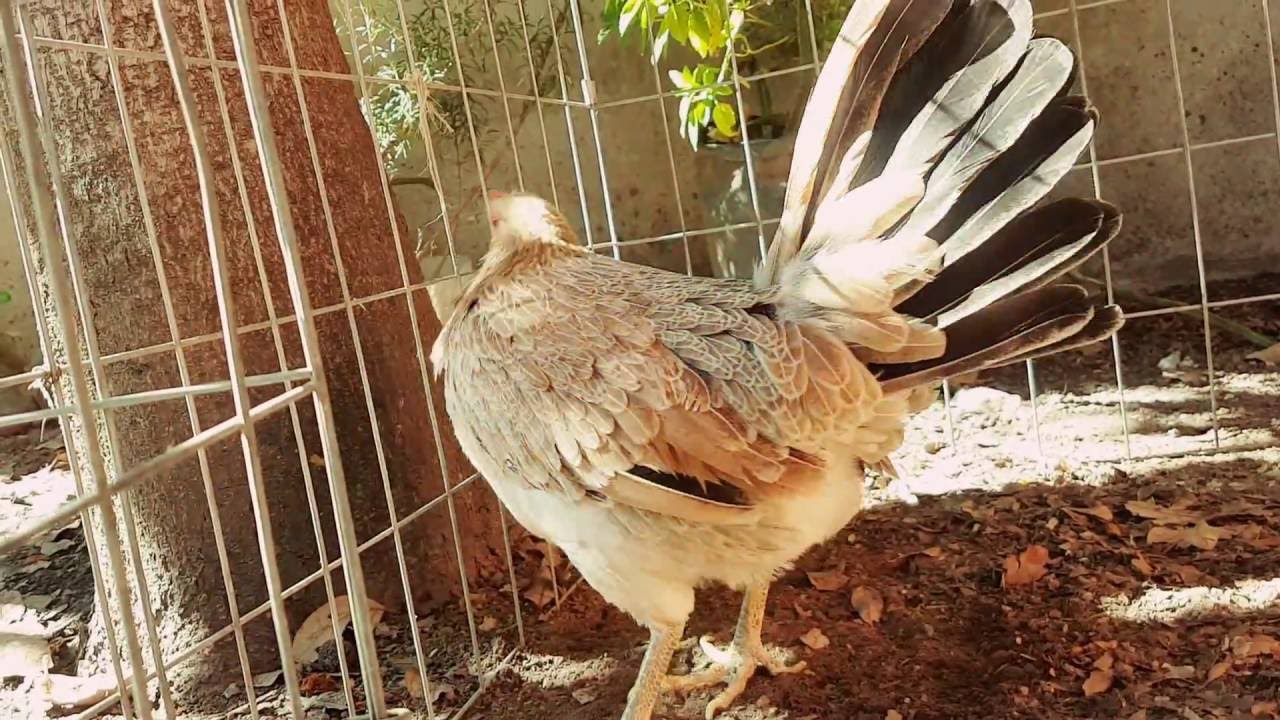 Gallina perfection grey ( gallos de pelea) - YouTube