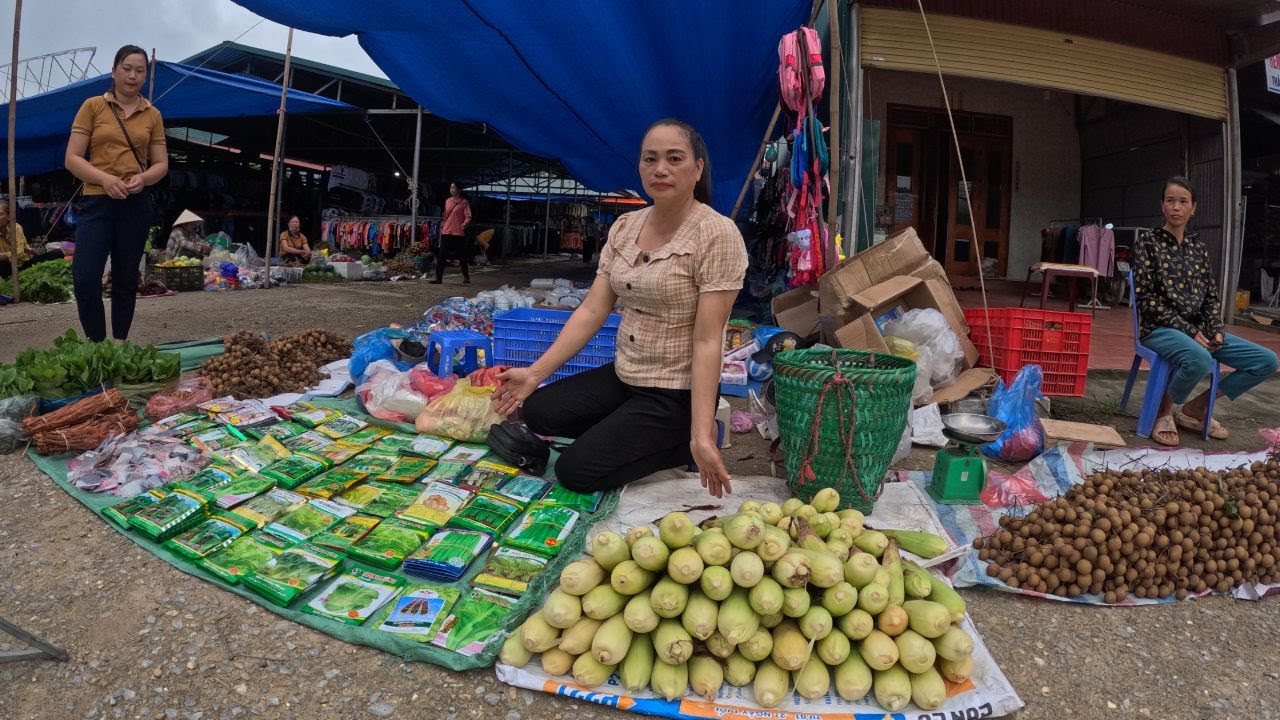 Harvest corn (Corn) Bring to market to sell || Quan Thi Bien - YouTube