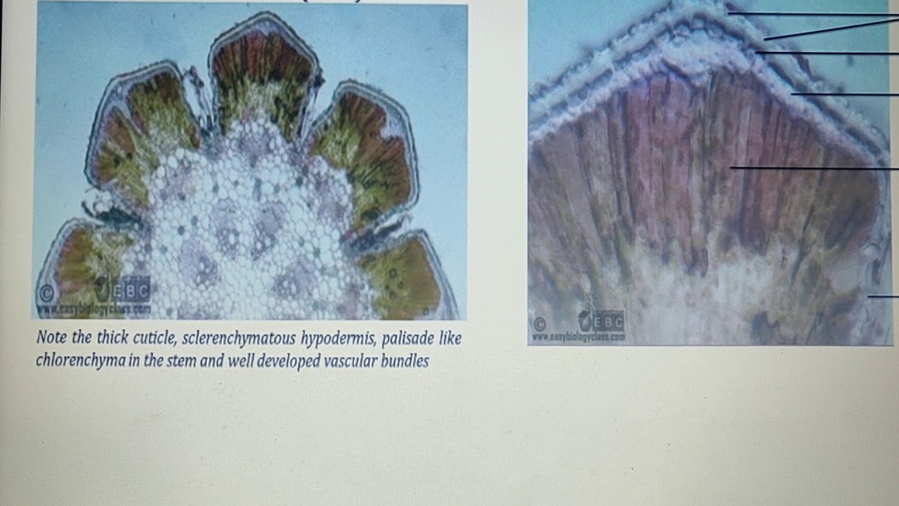 Xerophytic Adaptation of Plants - YouTube