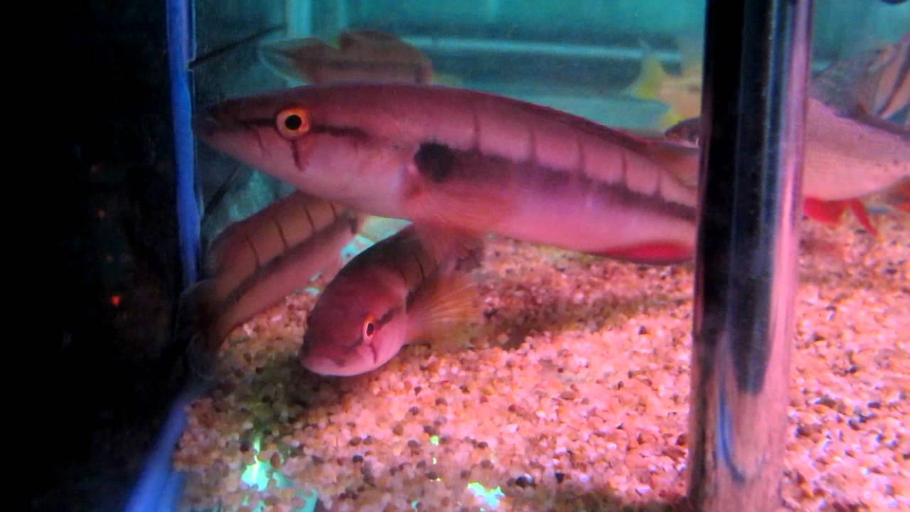 Crenicichla Atabapo II (Colombian Wild Caught) - YouTube