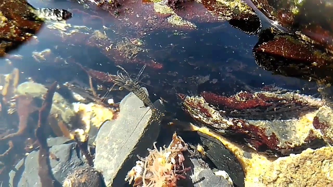 Baby Crayfish in Rock Pool in South Africa - YouTube