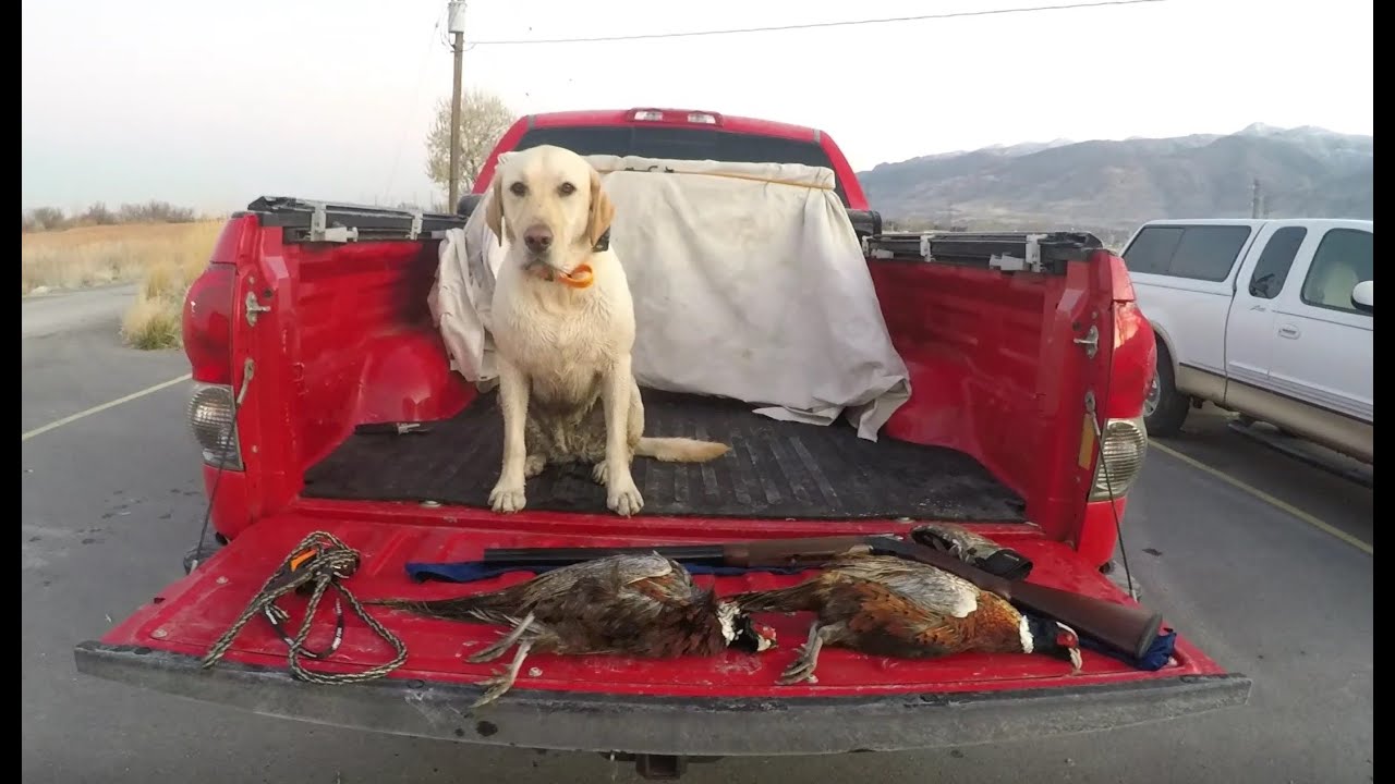 Pheasant Hunting Utah Nov 2019 - YouTube