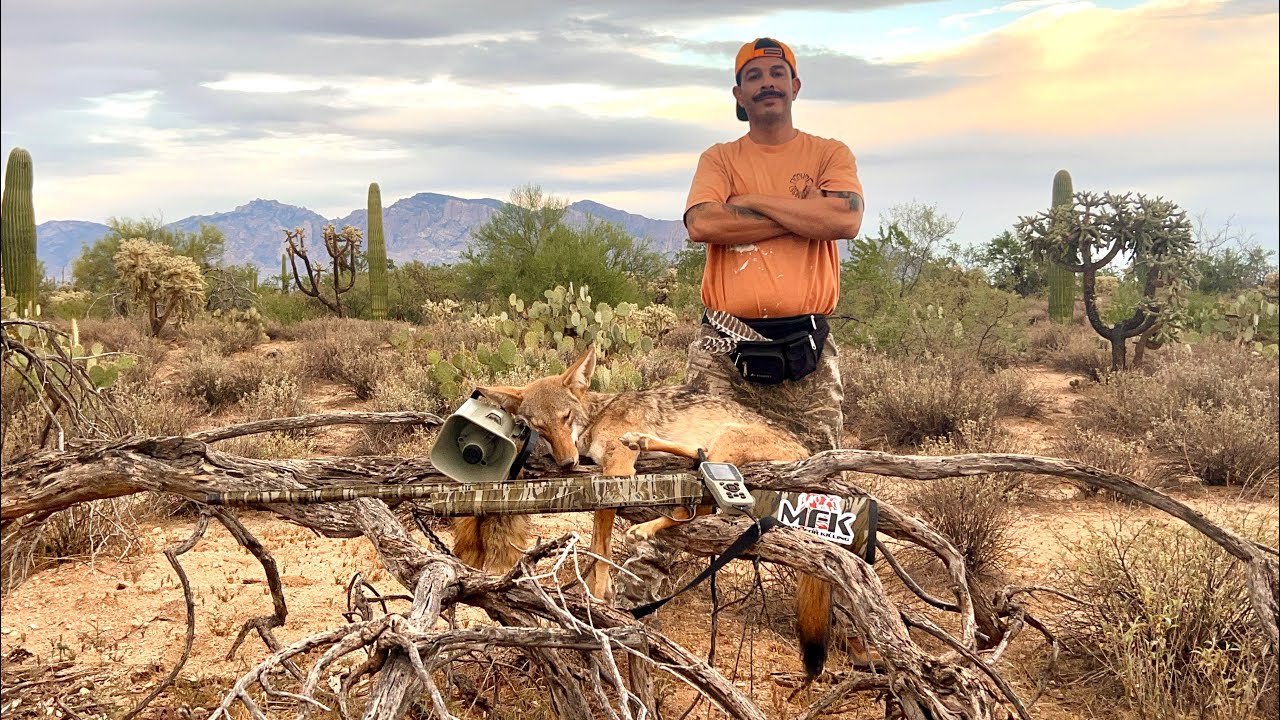 Labor Day Arizona Coyote - YouTube