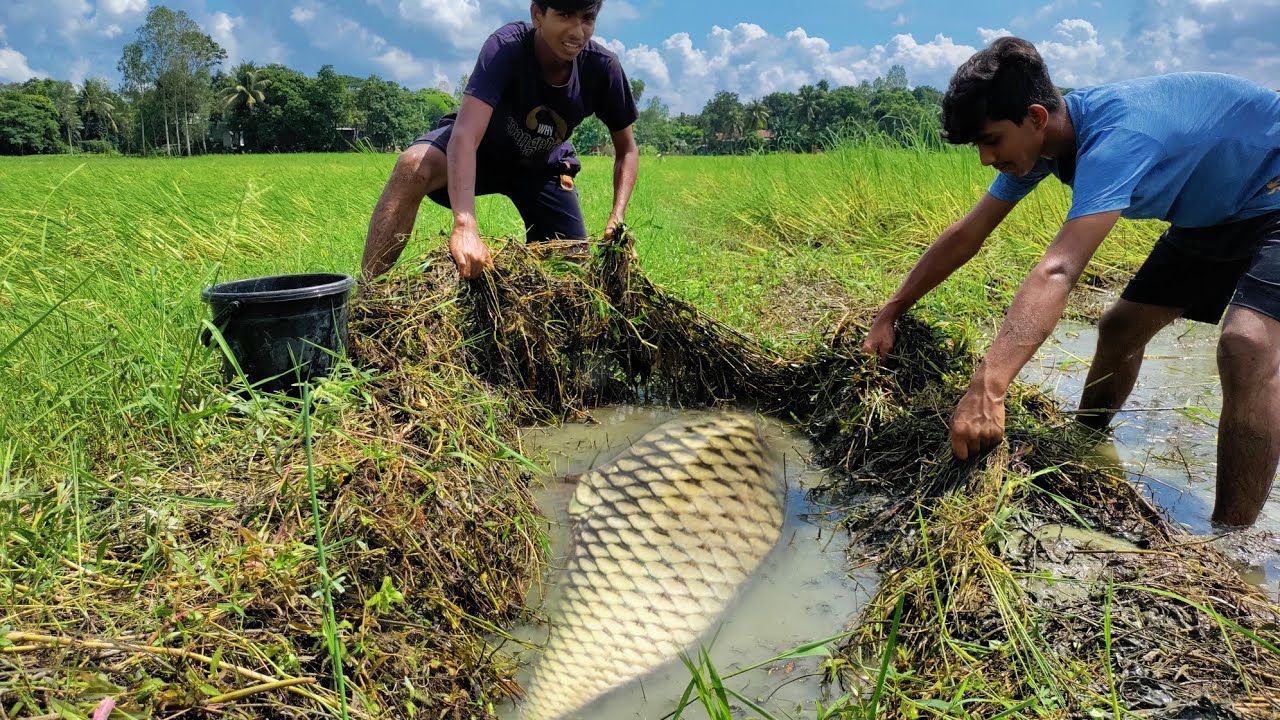 Traditional Two Boy Catching Fish By Dreen💕Amazing Hand Fishing ...