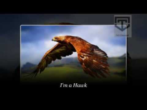 THE ANIMAL SOUNDS- Hawk sound - YouTube