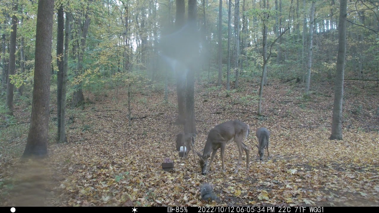 Deer & squirrels. - YouTube