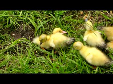 Yellow Muskovy Ducklings