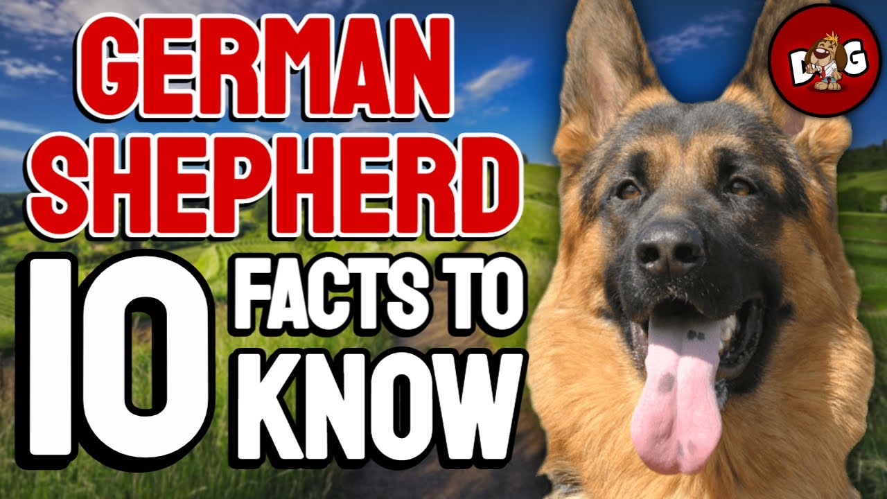 10 Facts You Must Know Before Bringing Home A German Shepherd | Dogs ...