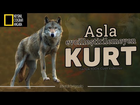 Auuu! (Kurt Belgeseli)