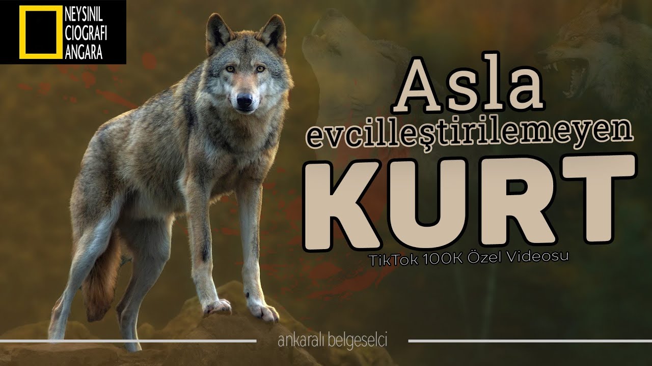 Auuu! (Kurt Belgeseli) - YouTube