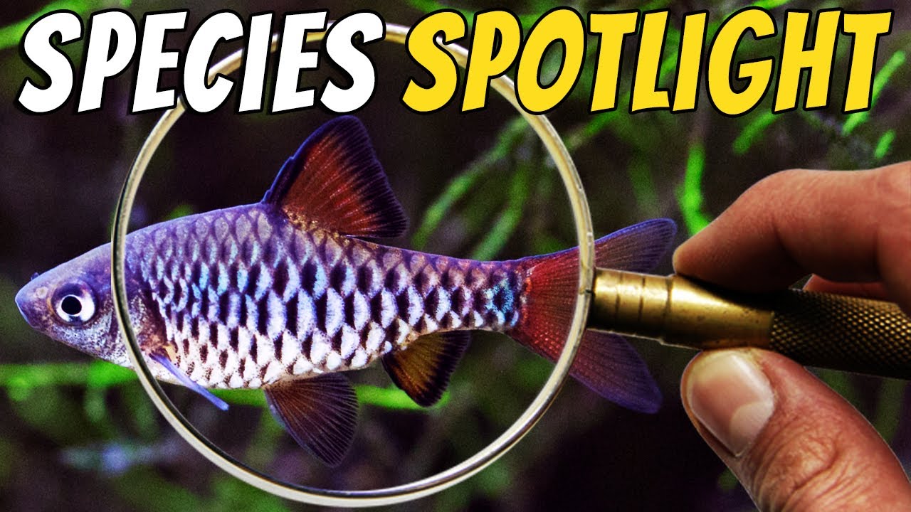 Get to Know the Charming Checkered Barb - Oliotius oligolepis - YouTube