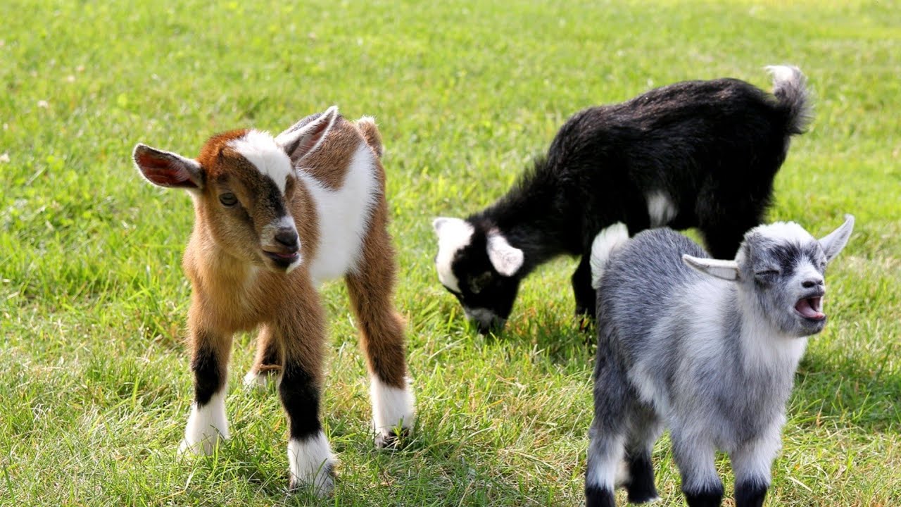 Baby goat Calling sounds High Quality | Cute goat video - YouTube