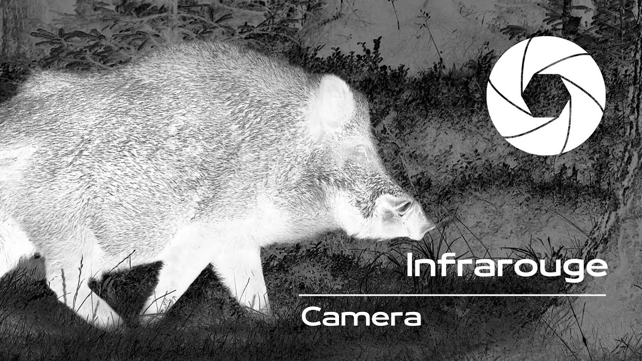 Compilation caméra infrarouge 1° - YouTube