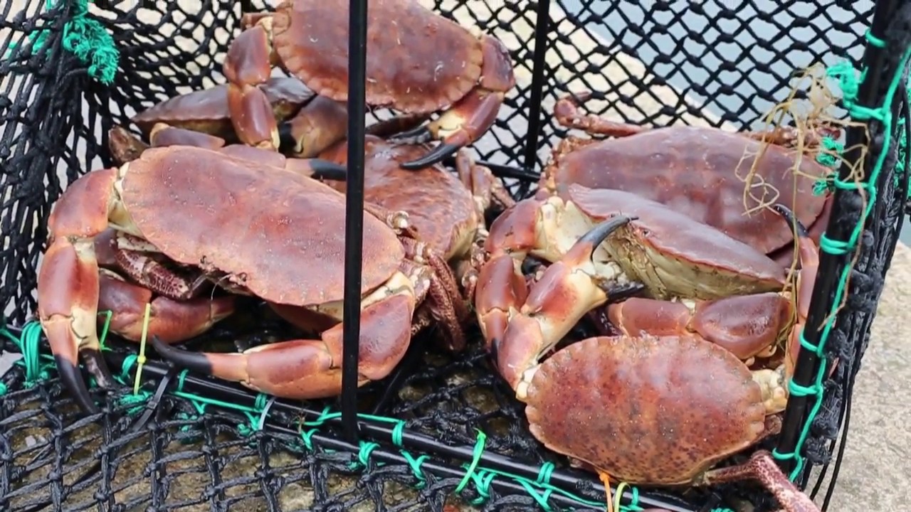 Brown Crab - Scotland - MacNeil Shellfish - YouTube