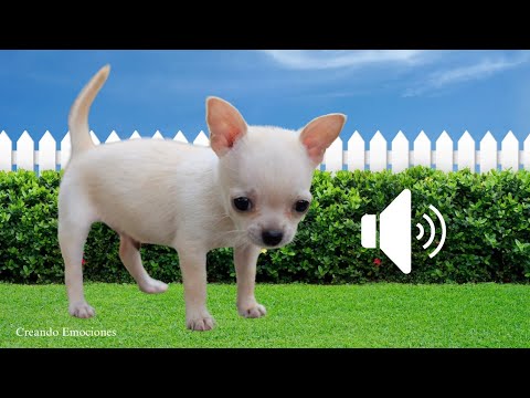 Sonidos de Perritos Chihuahua Ladrando - Cachorros - Perros Ladrando ...